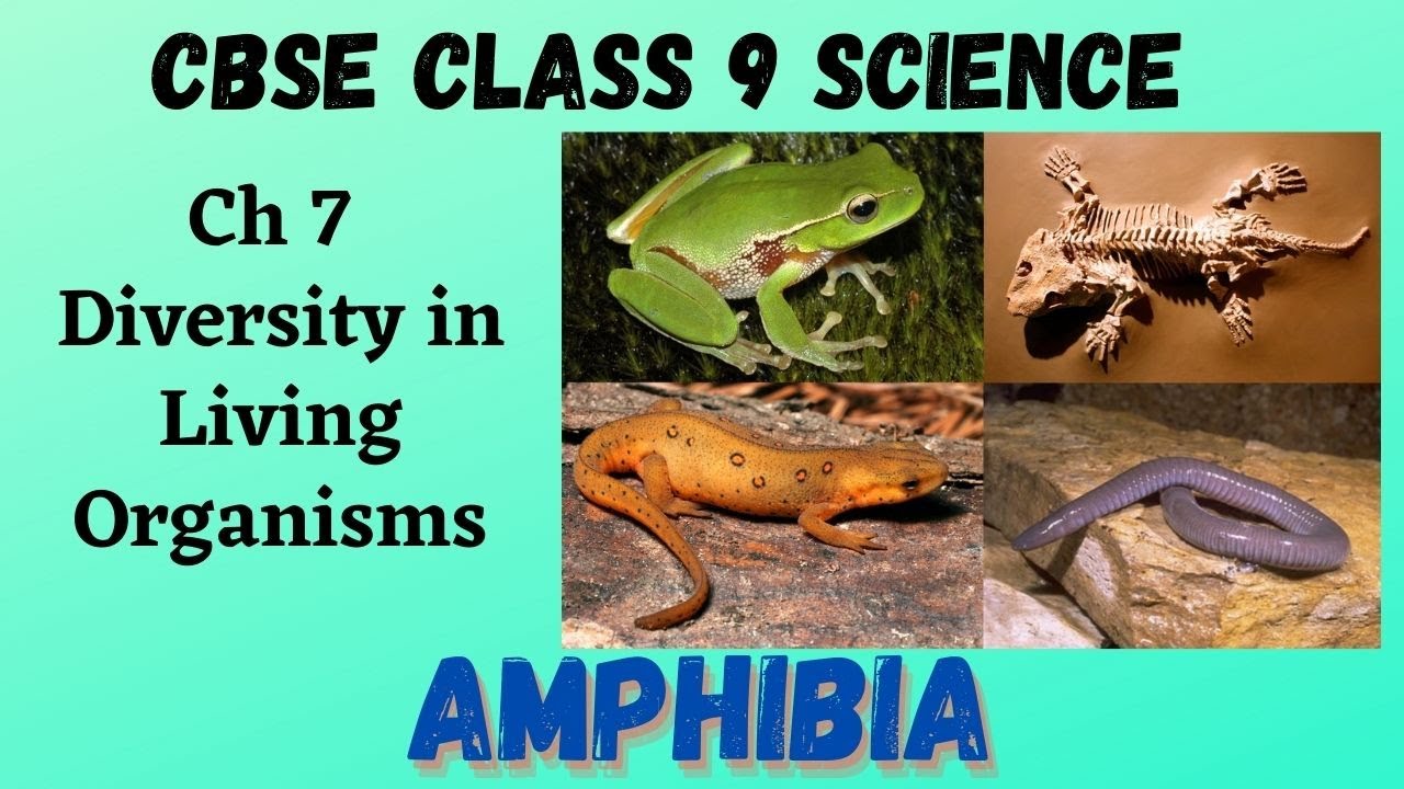 Amphibia -Vertebrata -Animalia | CBSE Class 9 Science Ch 7 Diversity in ...