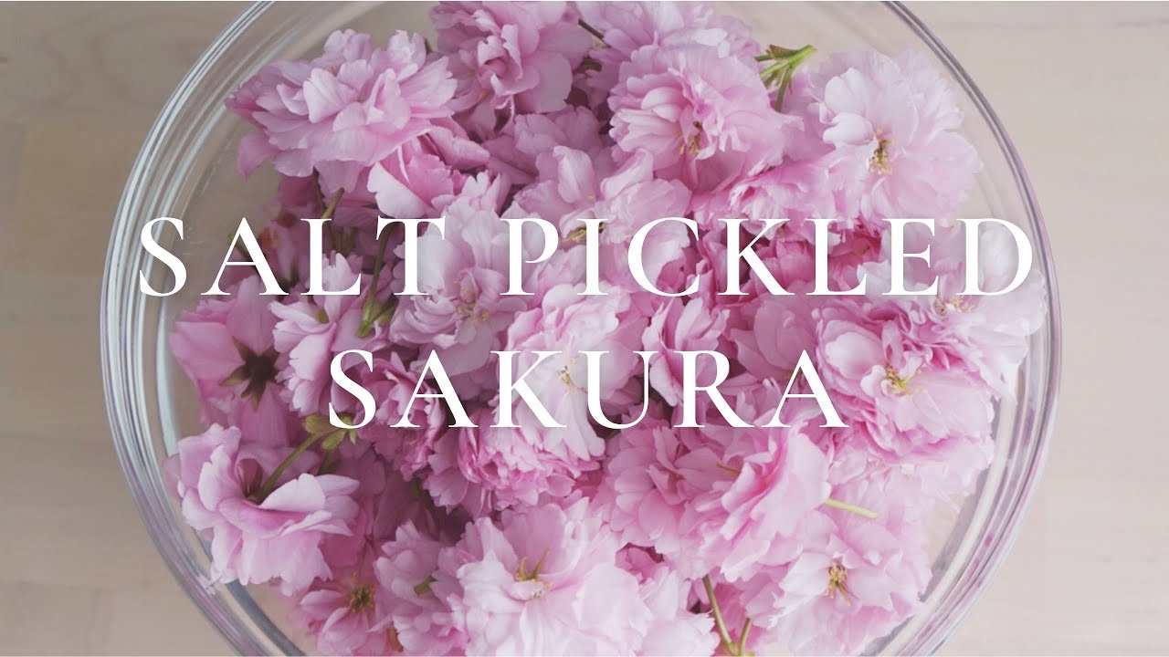 Salt Pickled Sakura Recipe | Japanese Method | 桜の塩漬け | Preserving the ...