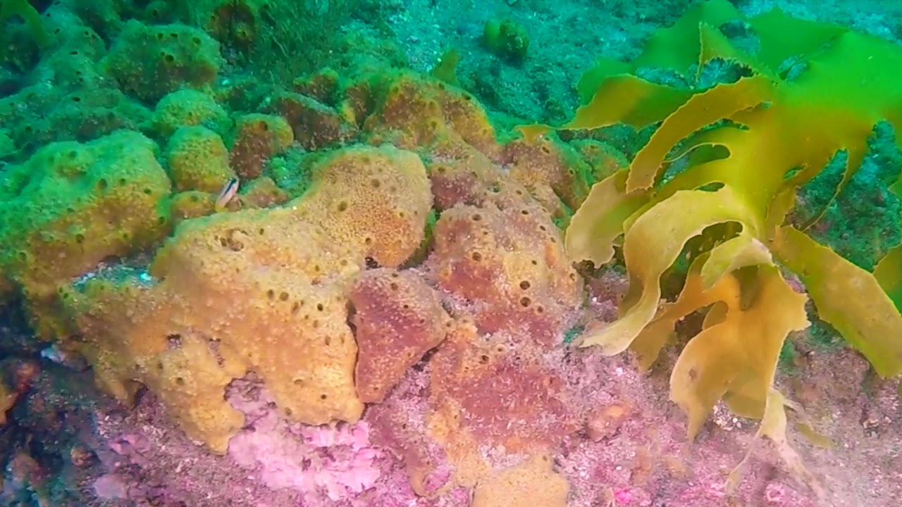 Reef Sponges - YouTube