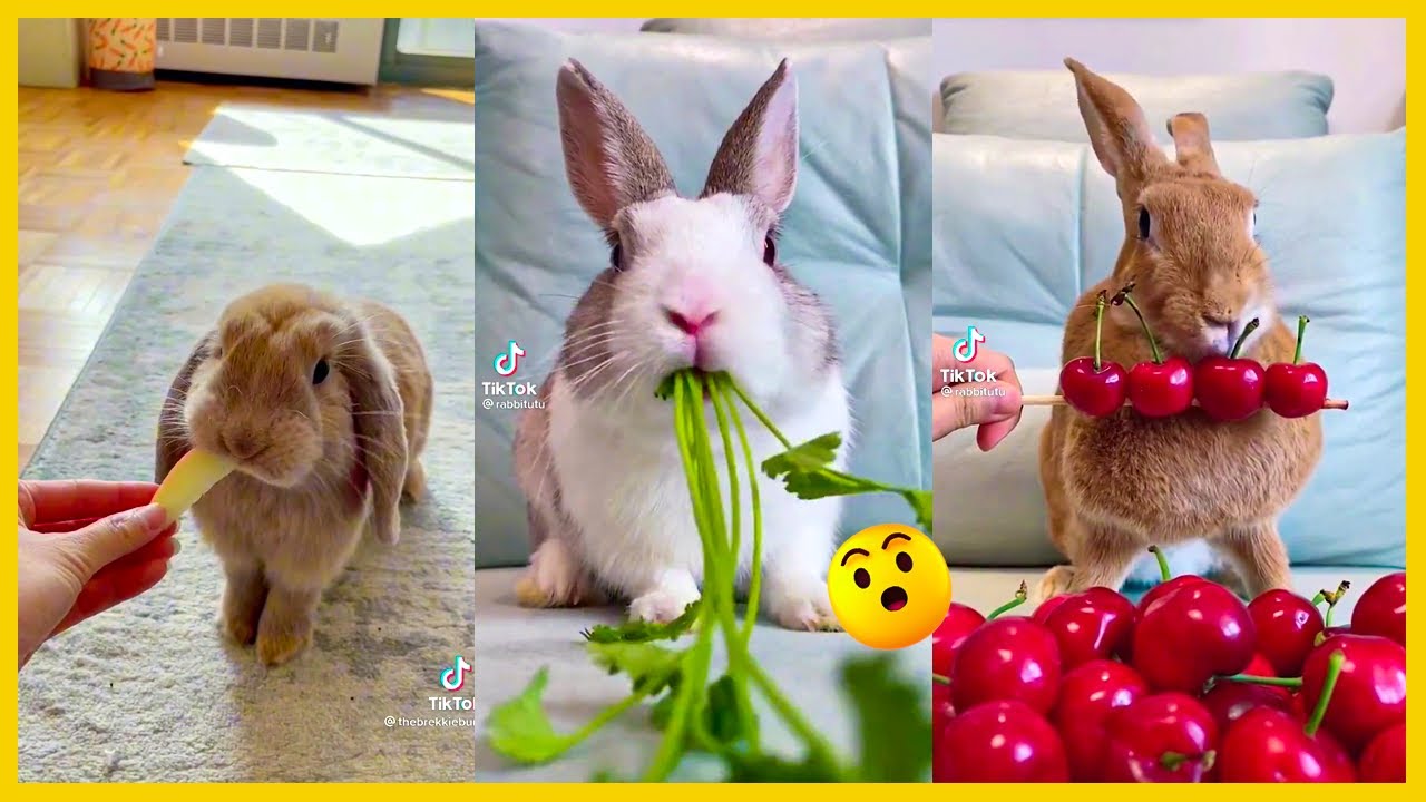 Funny 🤣 Rabbits eating Tiktok compilation - YouTube