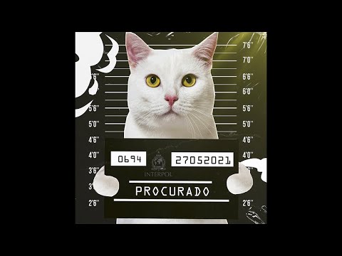 VMZ - Cadê Meu Gato ? 😺