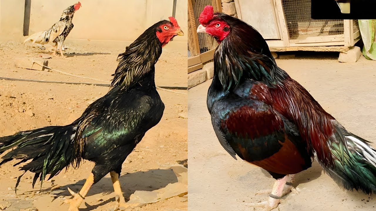 Aseel Roosters Compilation | Top Quality Aseel Roosters | Mianwali ...