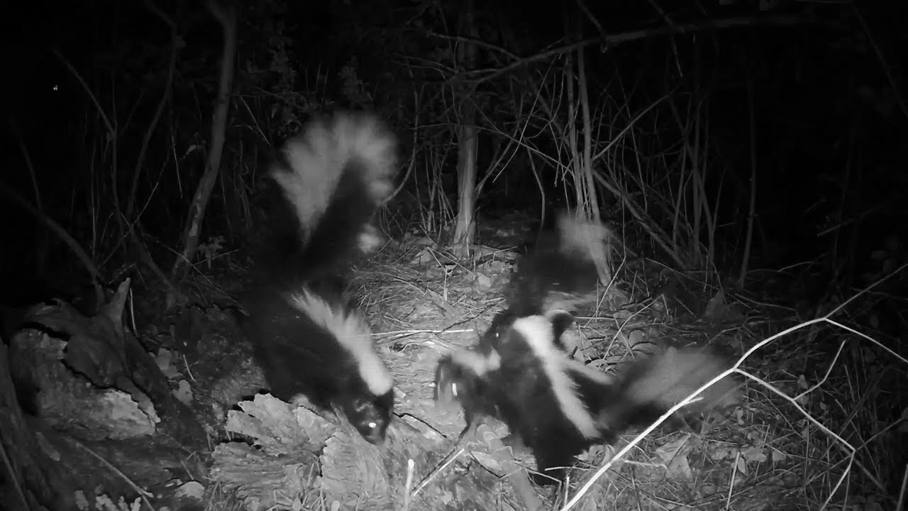 Baby skunks out at night: Playing by themselves - YouTube