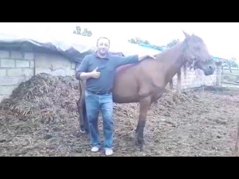 Kelbecerli Asefin Atlari 1-ci hisse.Yorga atlar bizim Milli servetimizdi onlari qoruyub saxlayaq