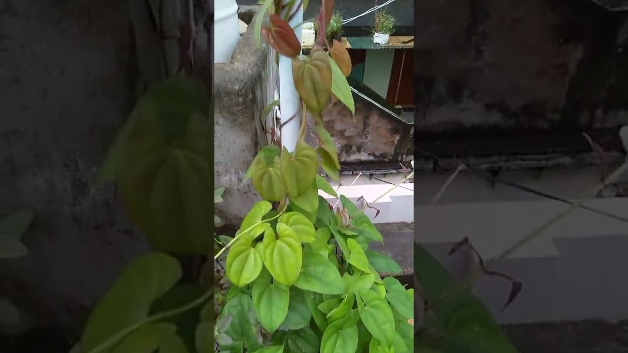 Yam plant in our garden #yam#khamba alu#subscribe - YouTube