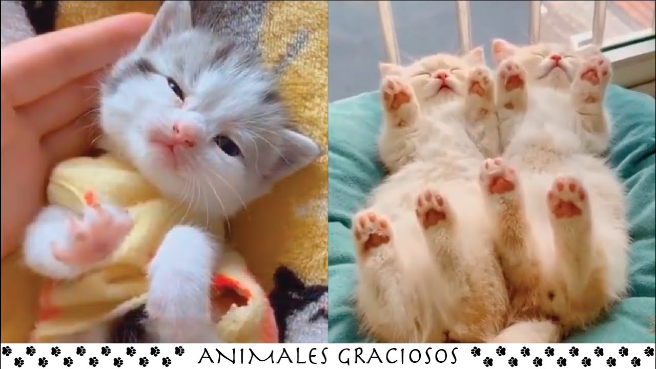 Gatitos bebes | Recopilación de videos de gatitos lindos y divertidos ...