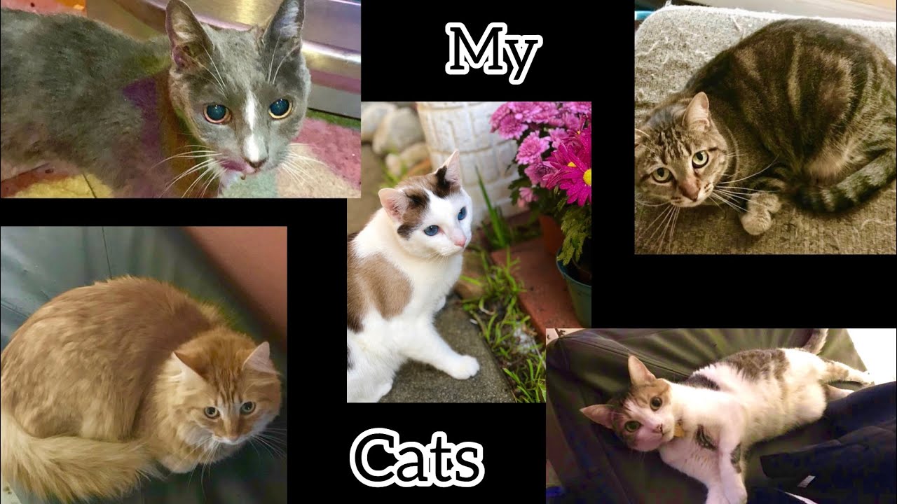 My five cats! - YouTube