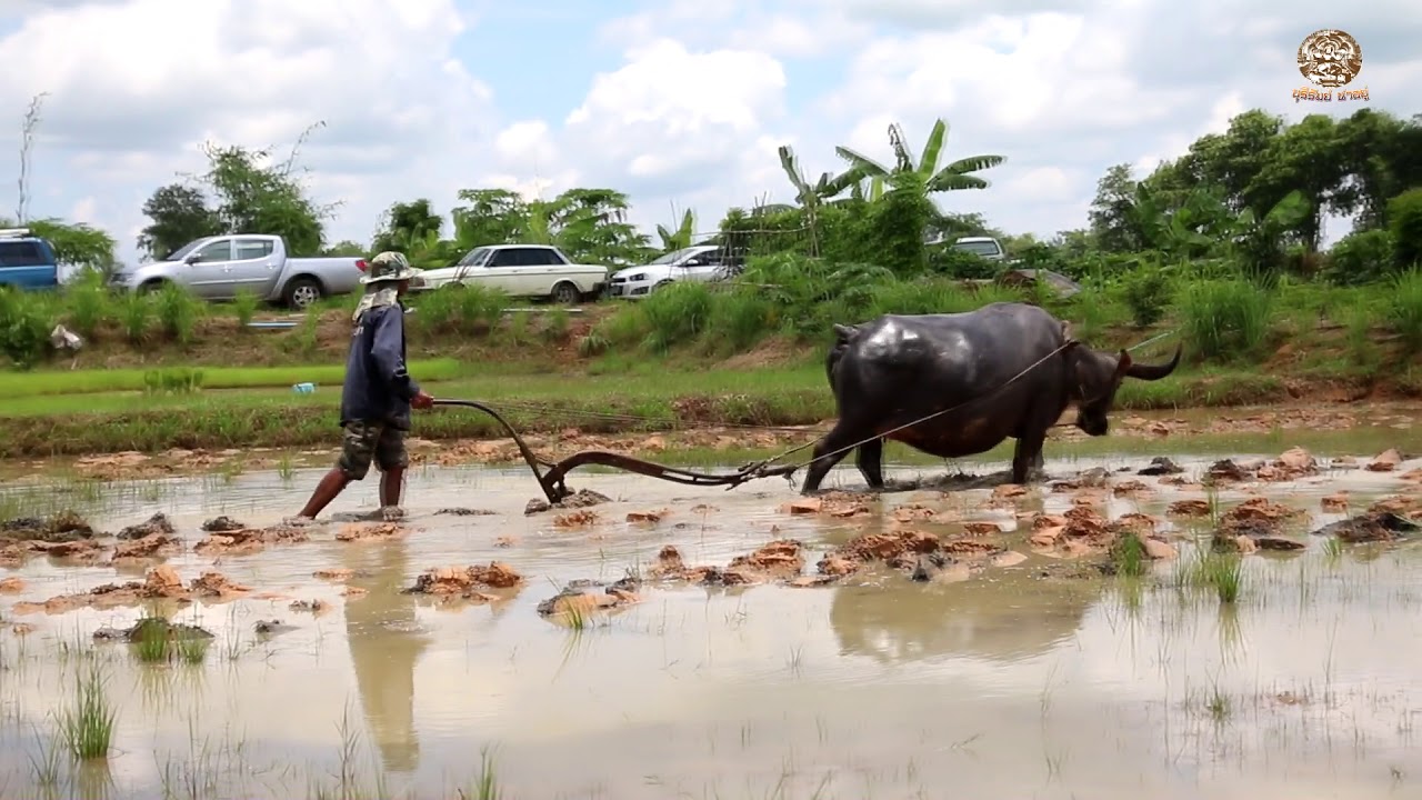 ทำนาโบราณ - YouTube