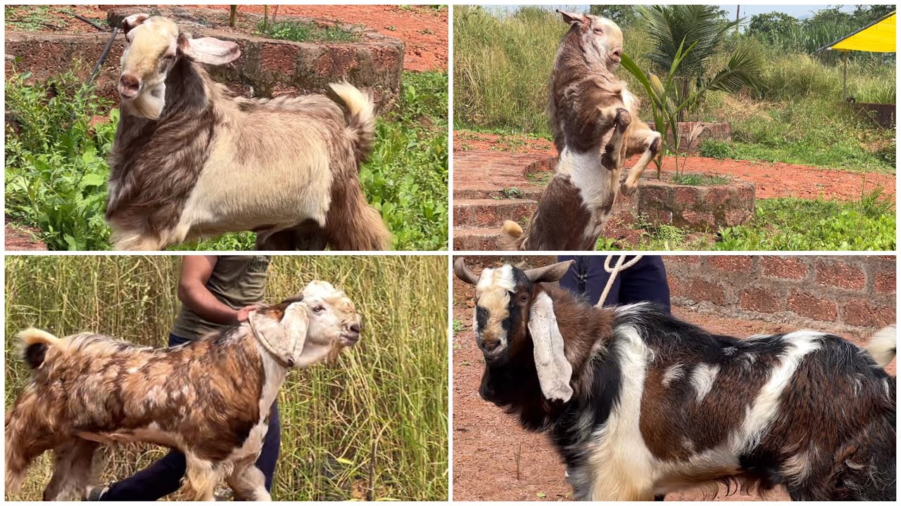 3 Andul Goats Available at Samaa Agro & Livestock Goat Farm Khed - YouTube