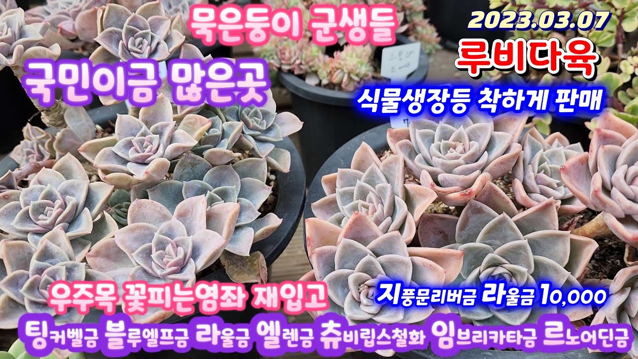루비다육2묵은둥이and국민이금다육라울금임브리카타금호베이금엘렌파스텔금지풍금소인제금누다금롤리폴리금르노어딘금블루
