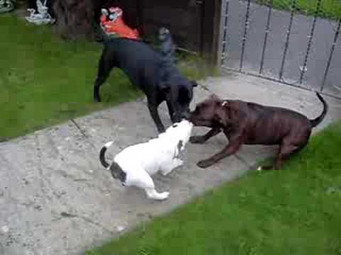 3 Staffies fighting over a toy - YouTube
