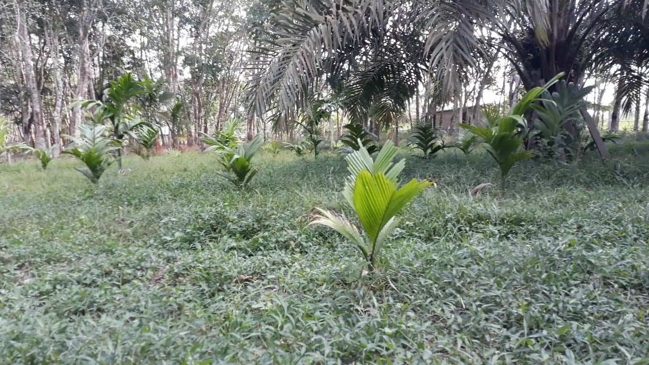 Kebun Pinang - YouTube