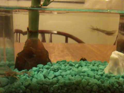 Tad and Leroy in their Frog-O-Sphere - YouTube