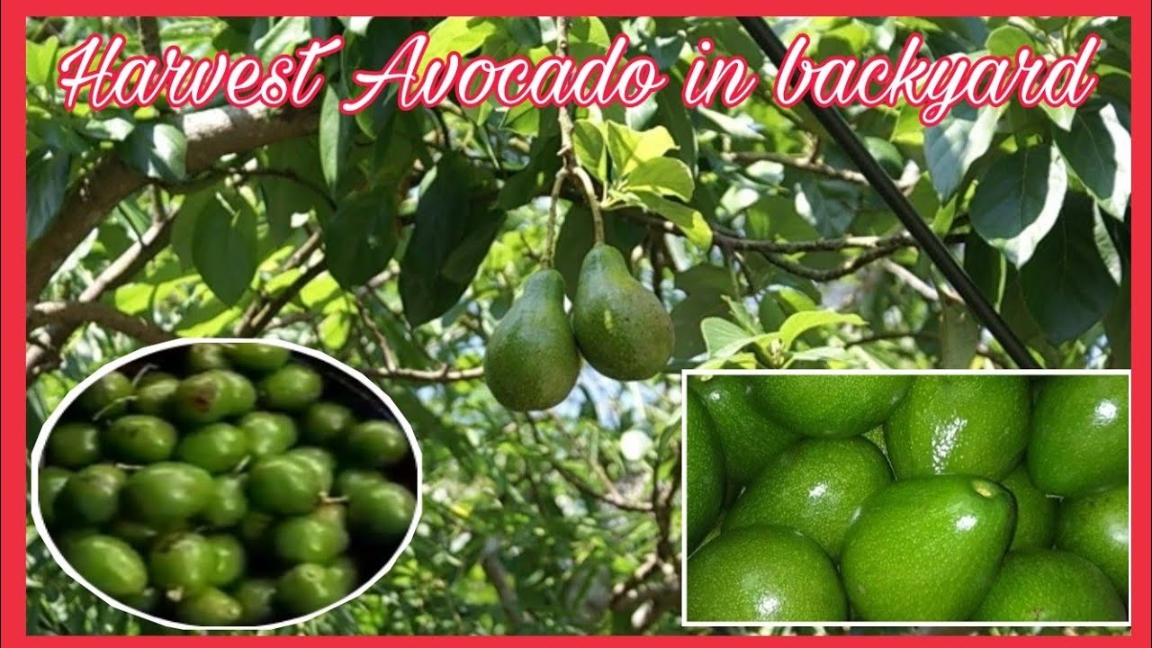 Harvest Avocado in backyard || Abai Efren Vlogs - YouTube