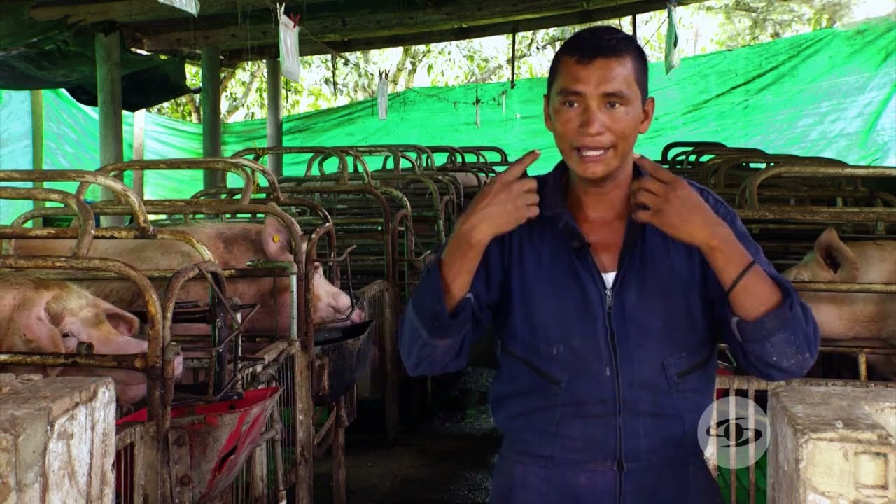 Protocolo de atención a cerdos recién nacidos | La Finca de Hoy - YouTube