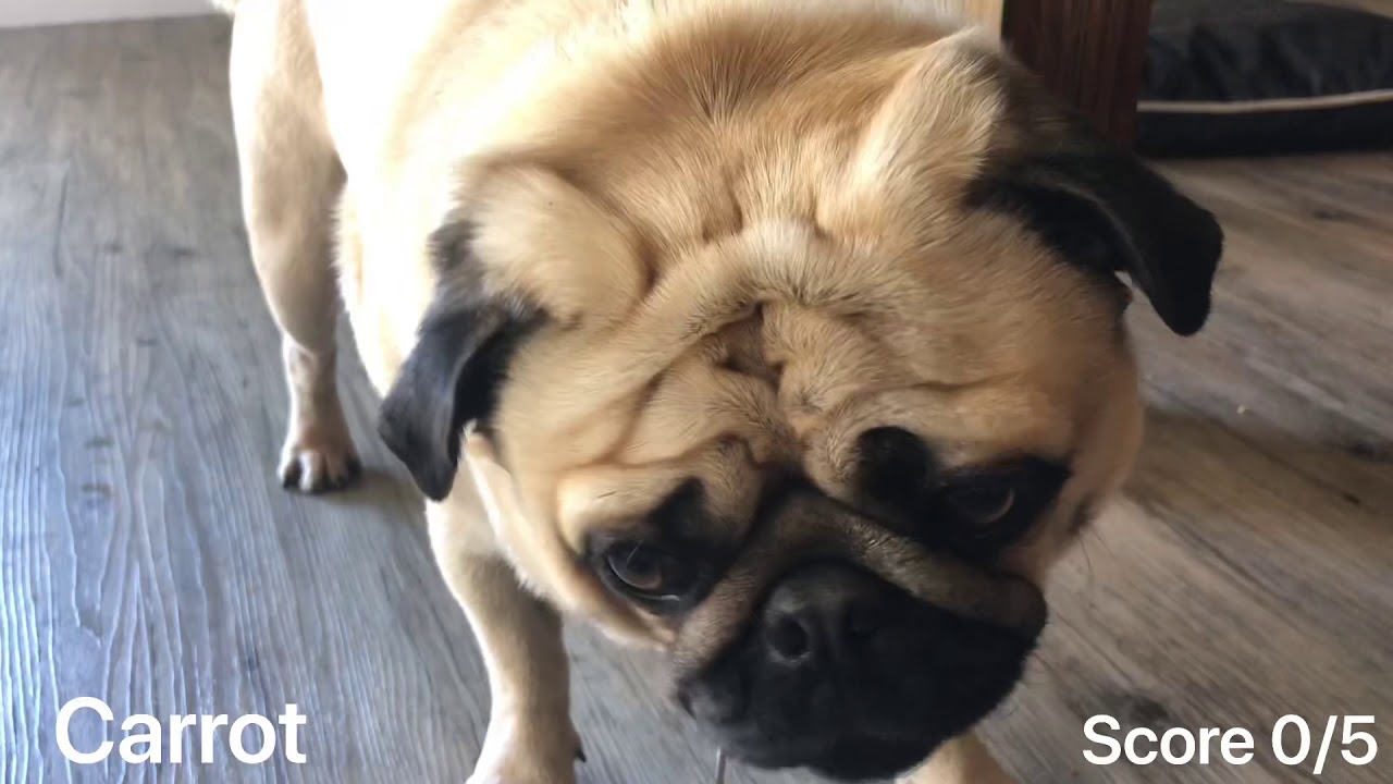 Pug tries 5 different vegetables - Mugen the pug - YouTube