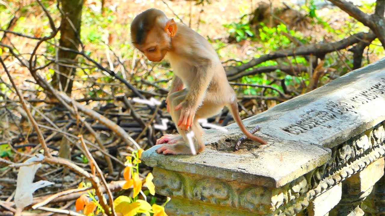 Oh look...P-oor baby monkey MARK is busy with his legs look so pity ...