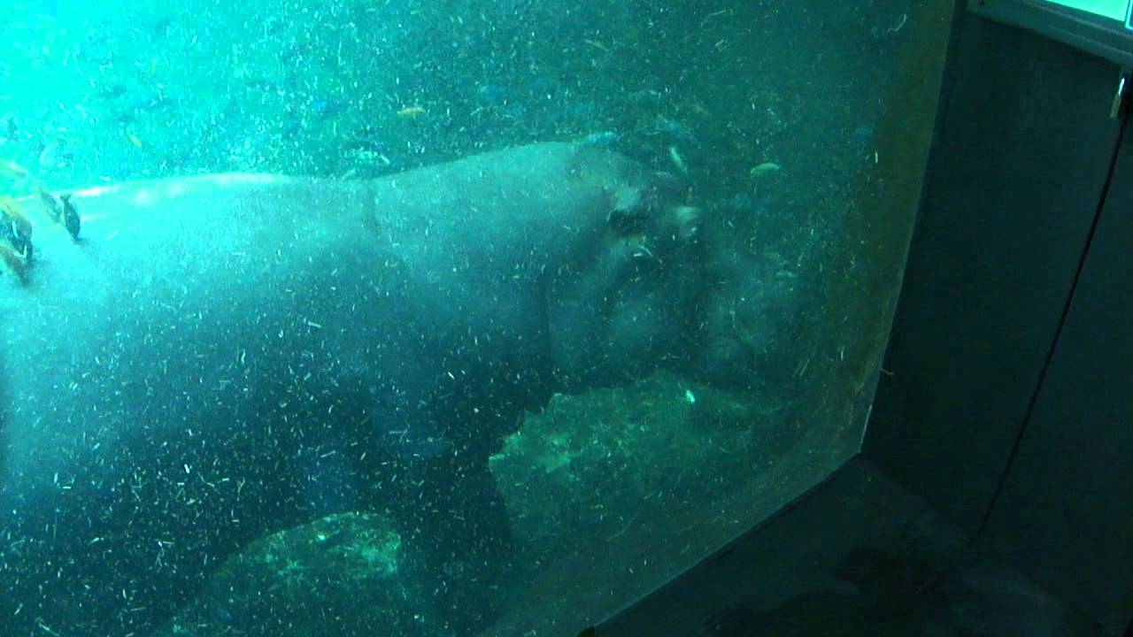 Disney's Animal Kingdom Hippo - YouTube