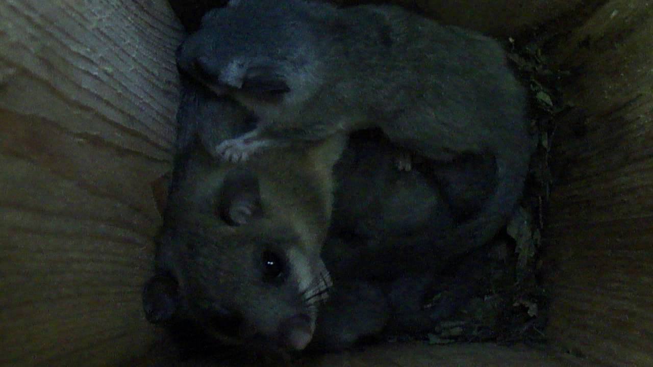 Didžiosios miegapelės (lot. Glis glis) - YouTube