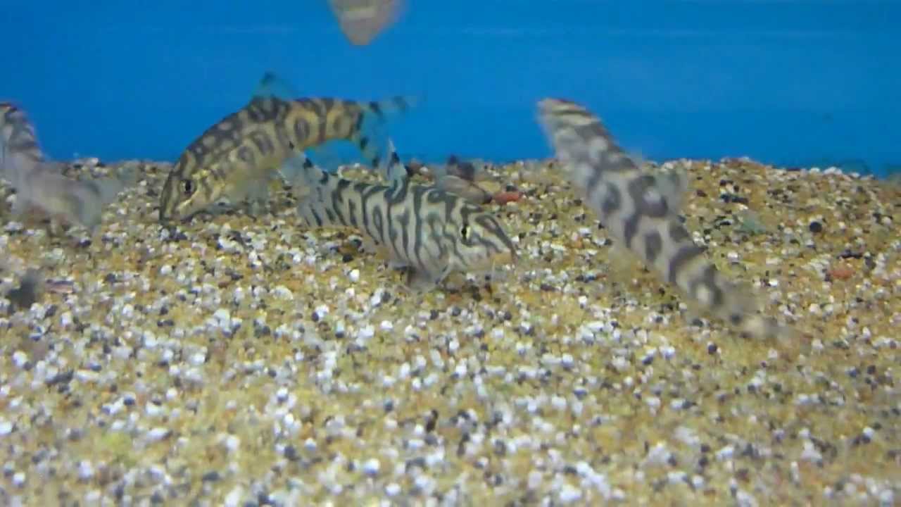 Botia Almorhae (Yo Yo Loach) - YouTube