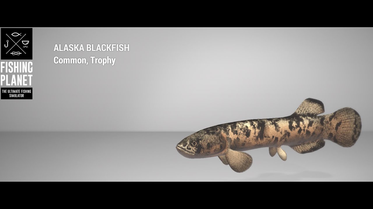 Fishing Planet - Kaniq Creek - Trophy - Alaskan Blackfish - Float - YouTube