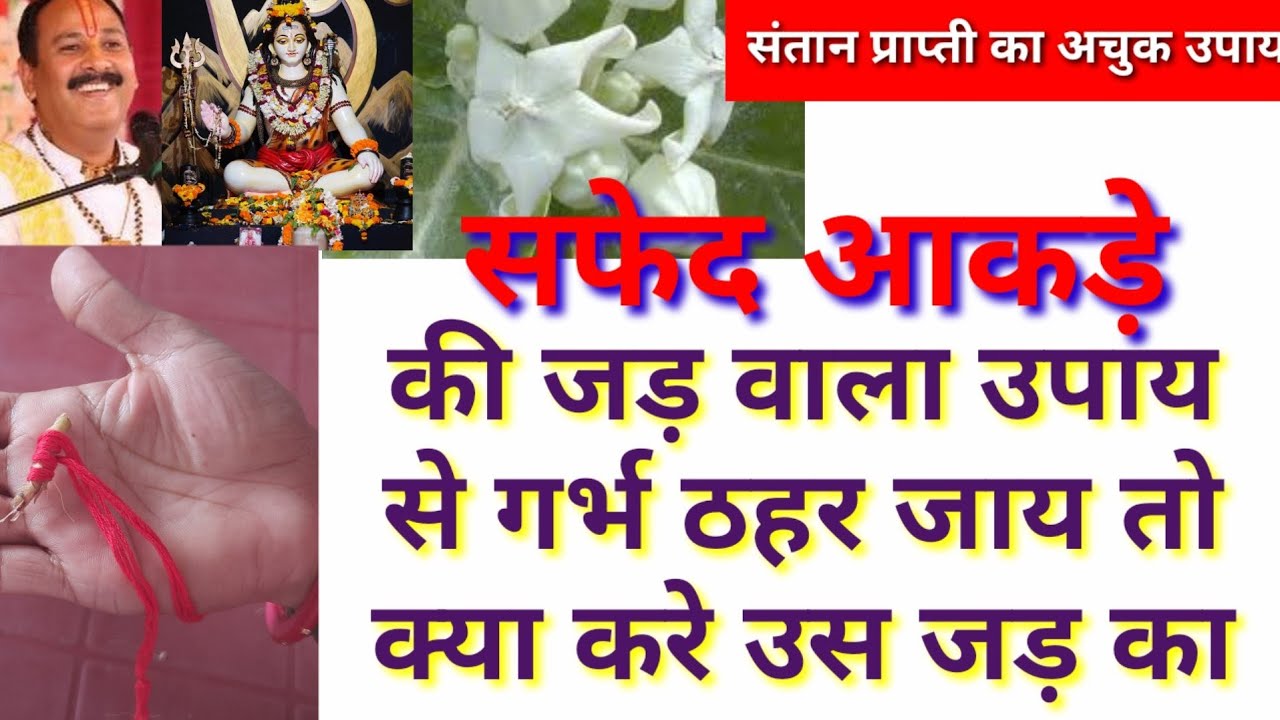 safed aakde ki jad ko kamar mein kaise bandhe|safed aakde ki jad ka ...