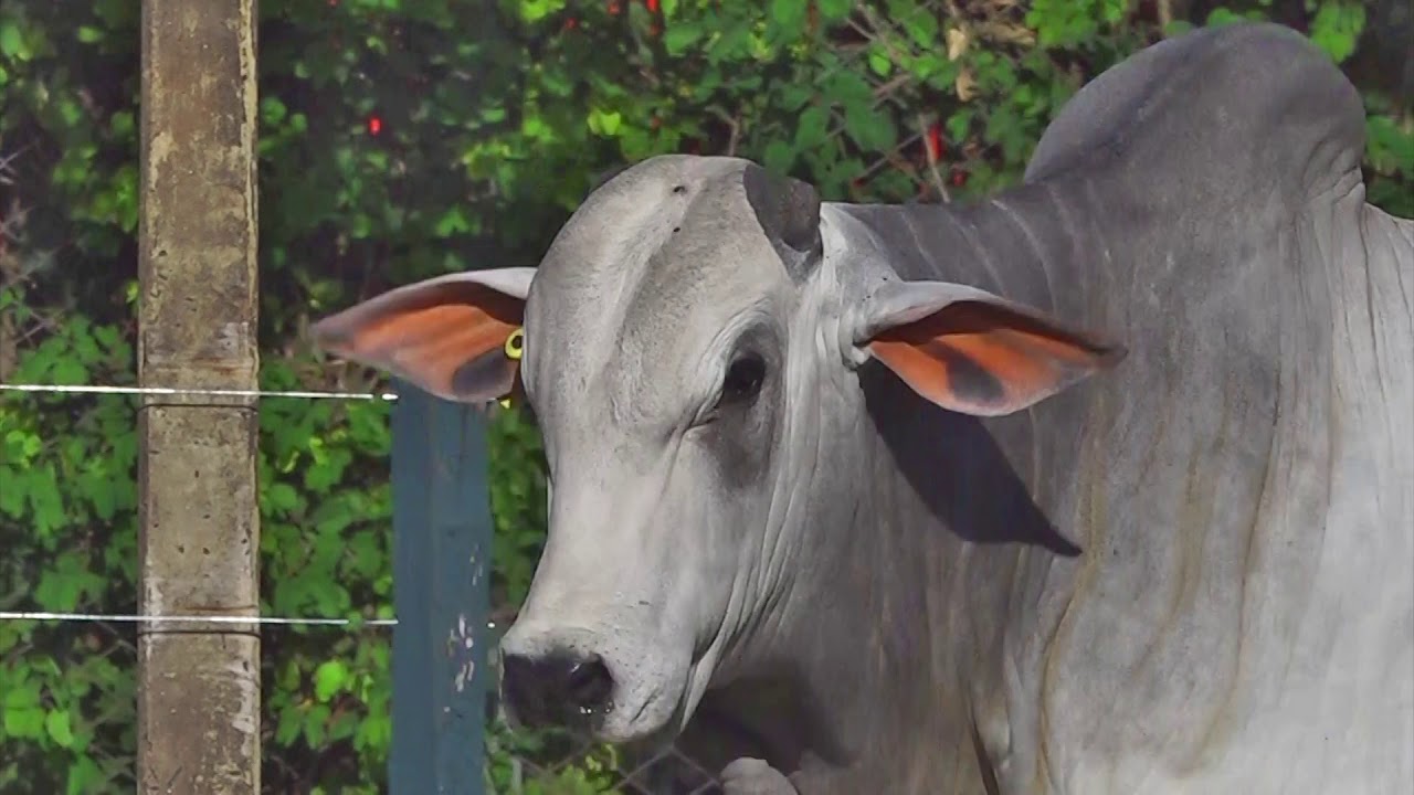 CAN CAN MAT - YouTube