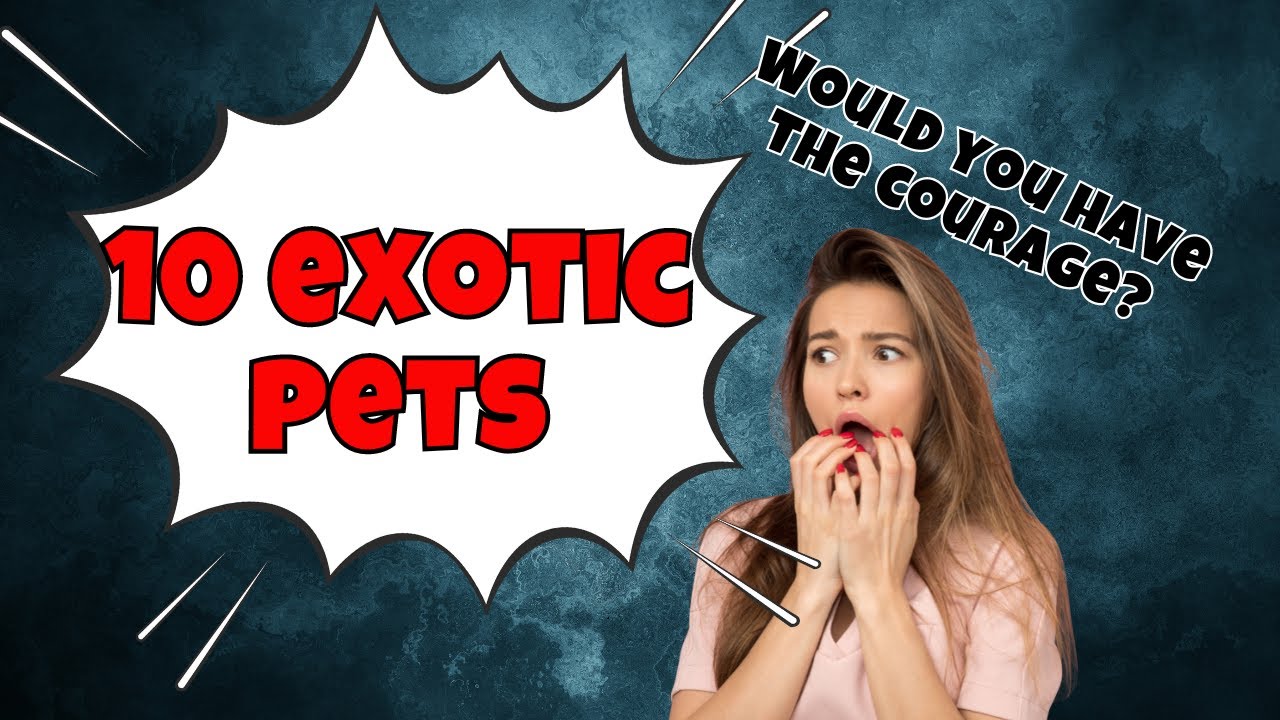 10 most exotic pets to have at home - YouTube