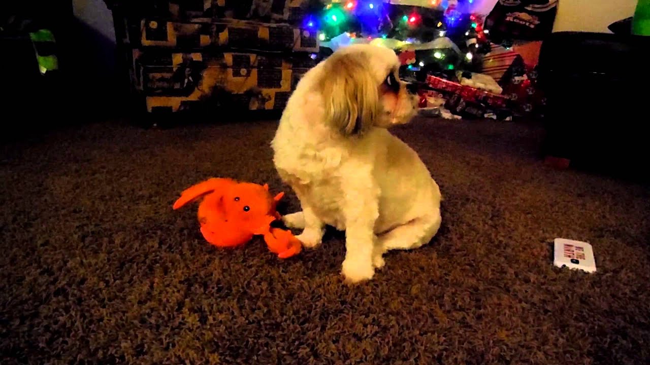 Dog sings Roar by Katy Perry - YouTube