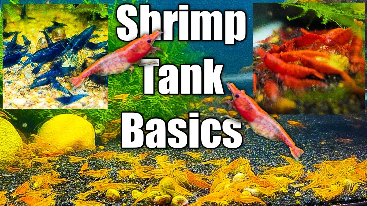 Shrimp Tank Basics You NEED to Know - YouTube