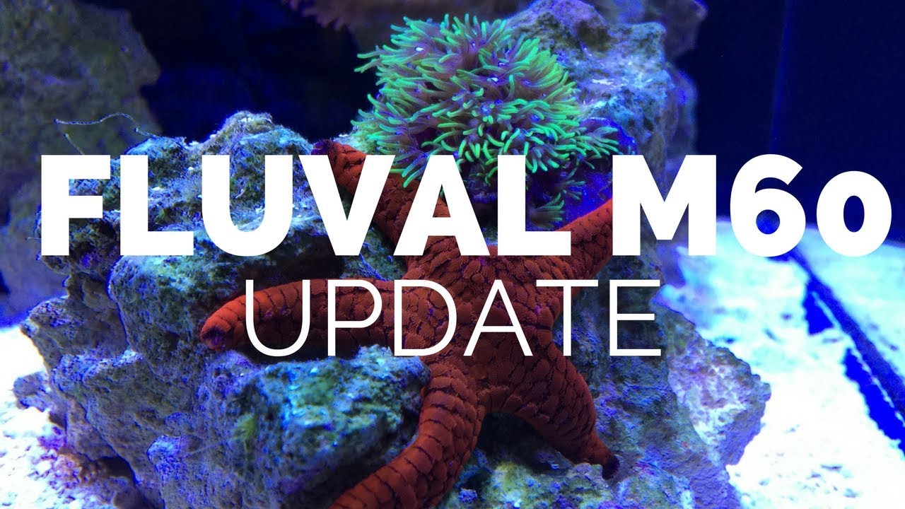 Fluval M60: I'm Back From Vacation Update! - YouTube