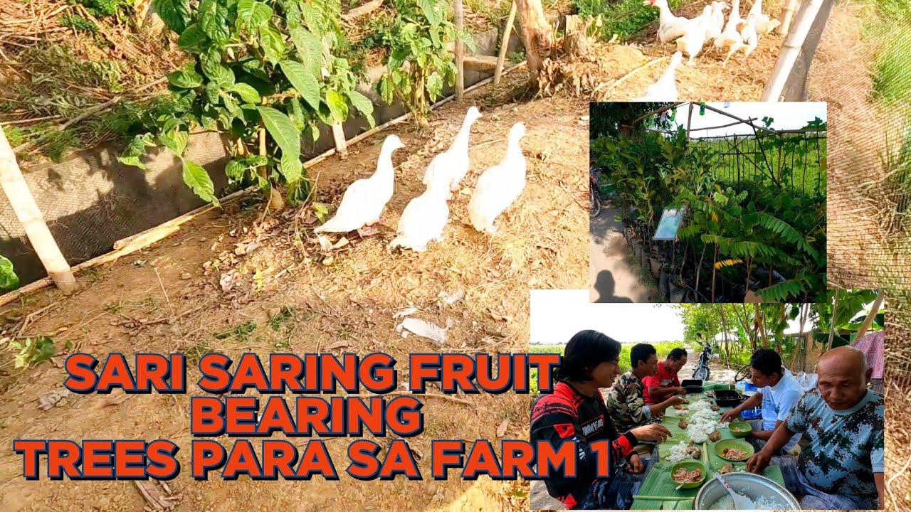 GOODBYE FARM 3 | PAGTRANSFER NG MGA BIBE - YouTube