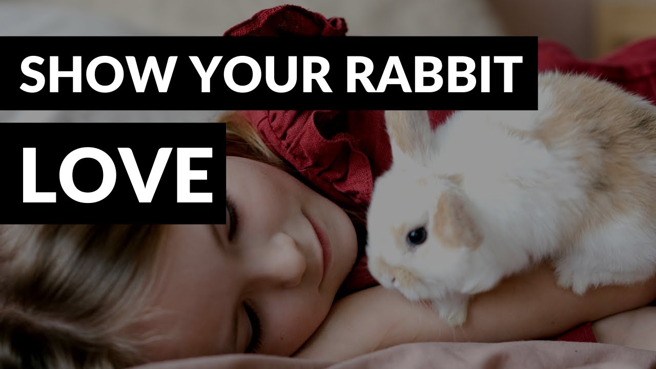 The Magic of Rabbit Petting: How to Show Your Bunny Love - YouTube