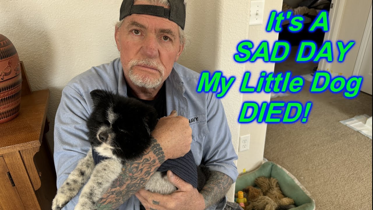 My Dog Died Today - How SAD Is That? - YouTube