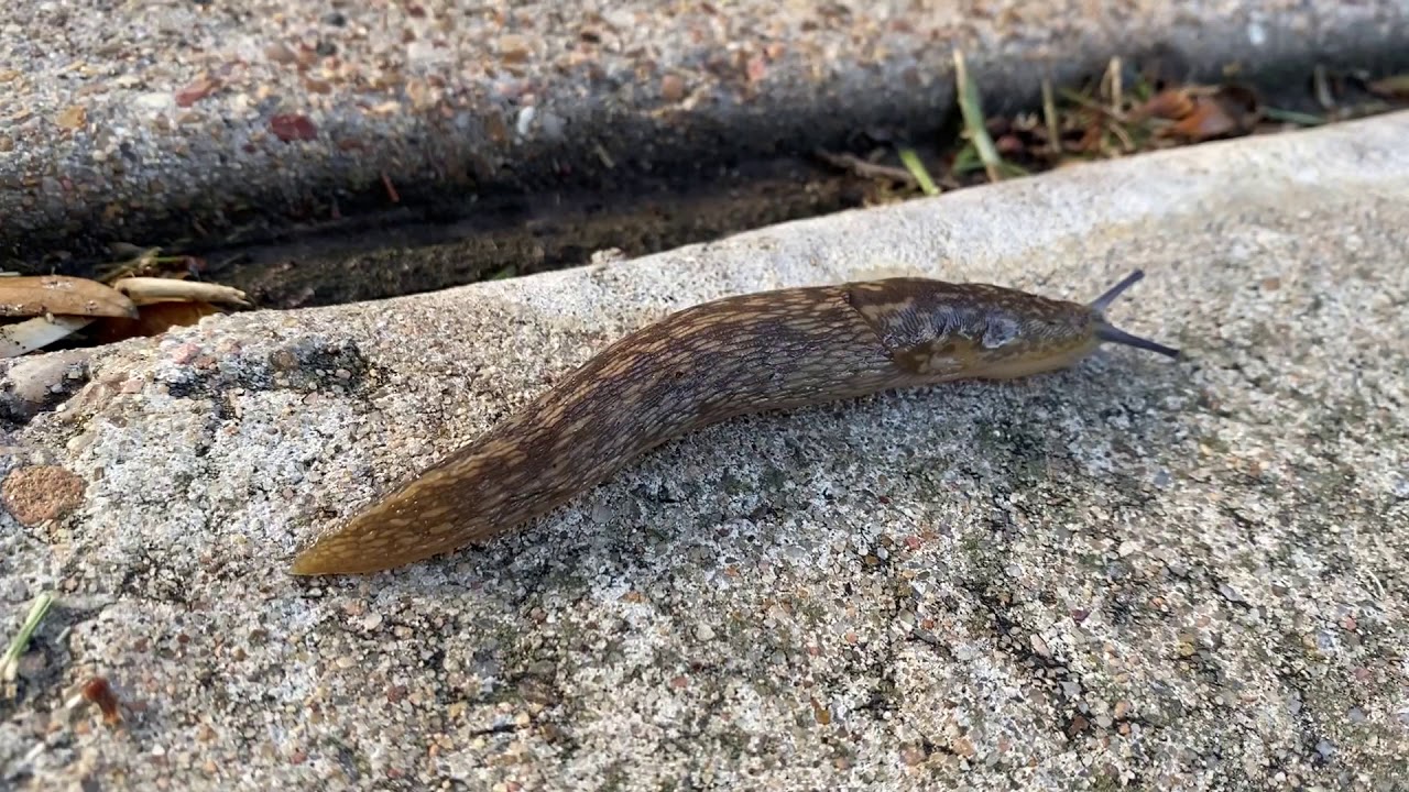 Slug goes for a walk - YouTube