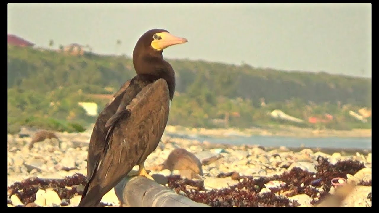 Evening Bird Cayman - YouTube