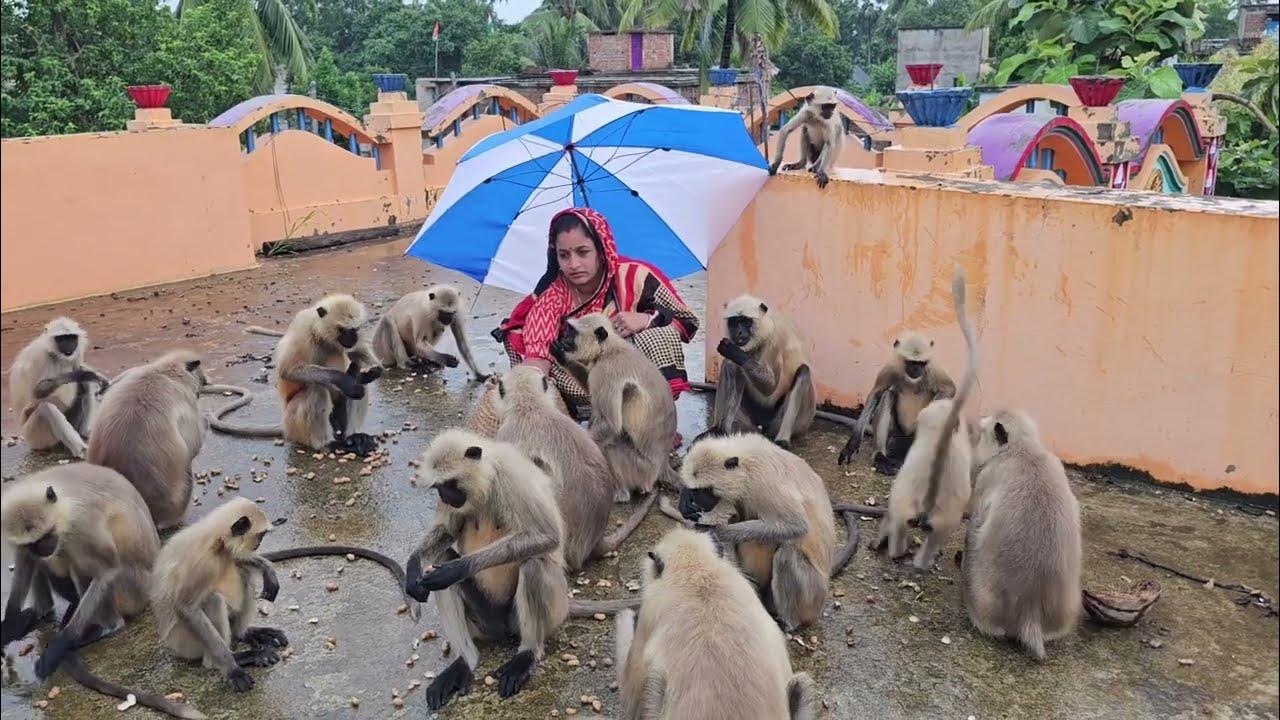 Langoor troops and Monalisa's relationship. - YouTube