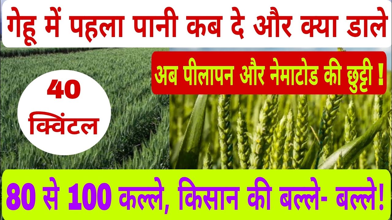 गेहू में पहला पानी कब दे और क्या डाले। When to give first water to ...