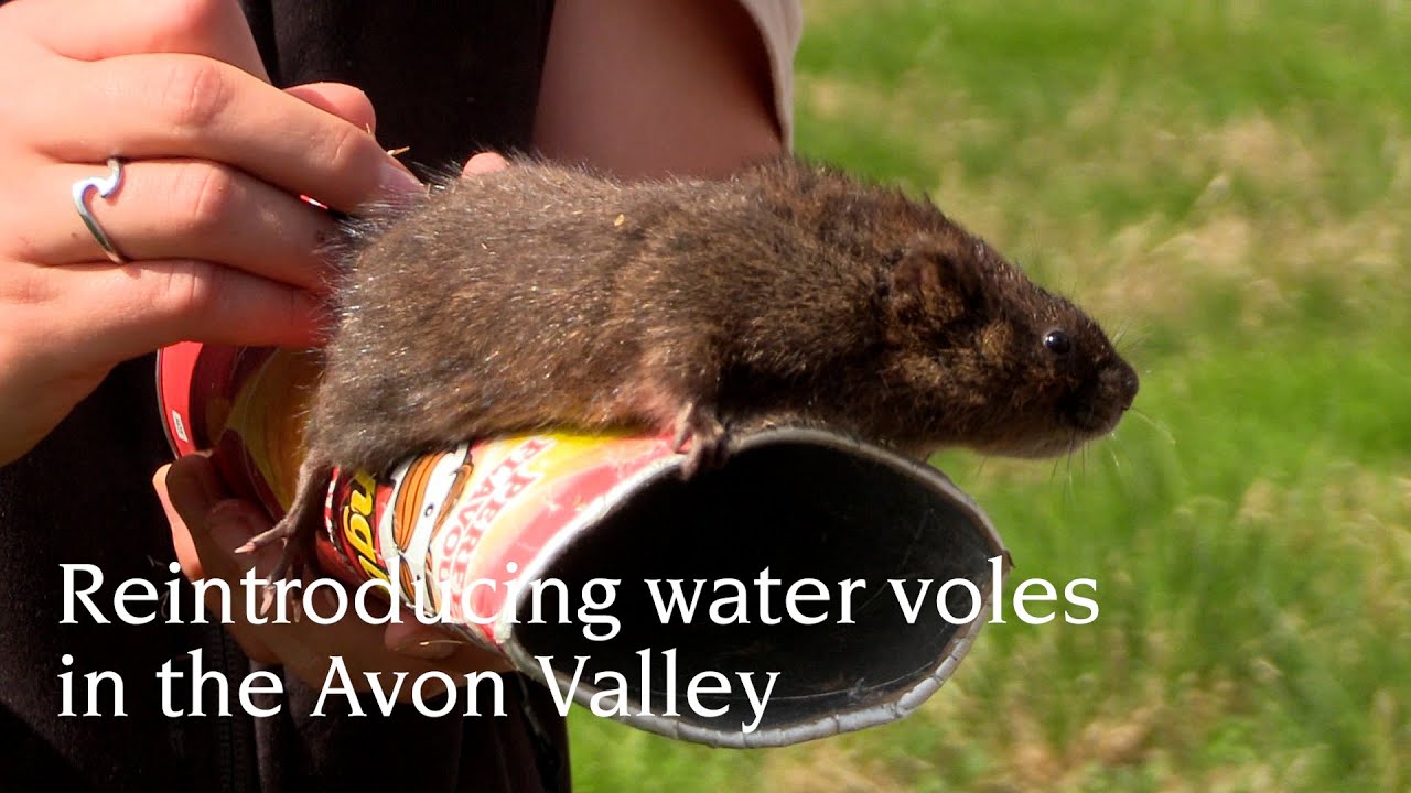 Reintroducing water voles in the Avon Valley - YouTube