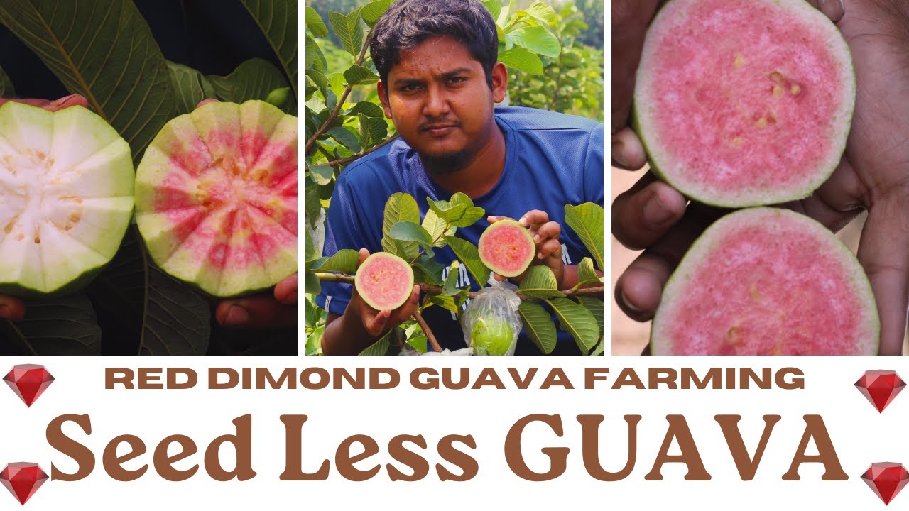 Red Dimond Amrud ki khati || Red Japanes Guava farming || Seed less ...