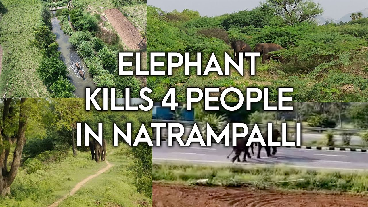 Elephant Attack in Natrampalli - YouTube