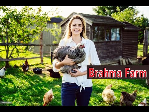 Brahma Chickens Farm | Columian Brahma Chicken | Giant Brahma Chickens ...