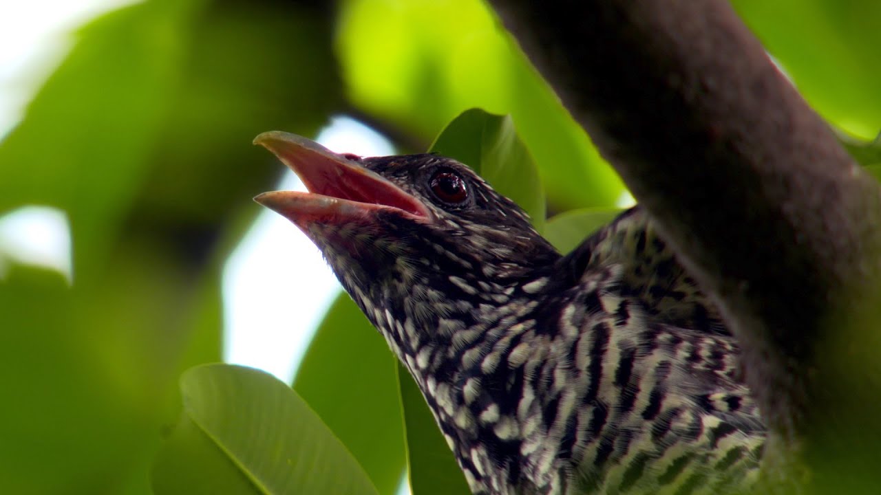 This demure brown banded bird hiding in a tree's foliage is the shy ...