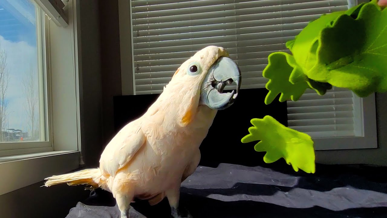 Lettuce Play - Max jumps, tosses stuffed toys and learns the lettuce ...