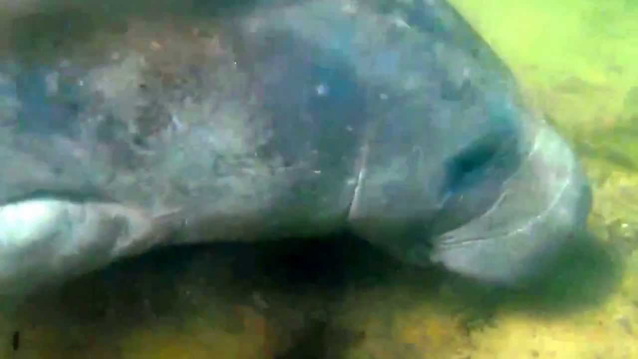 Amerikinis lamantinas river Florida - YouTube