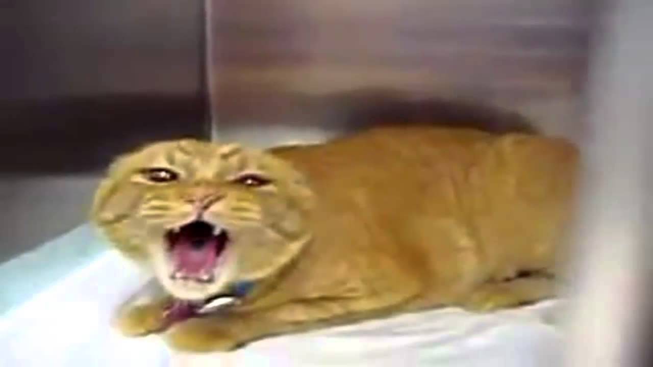 The most terrifying cat video - YouTube