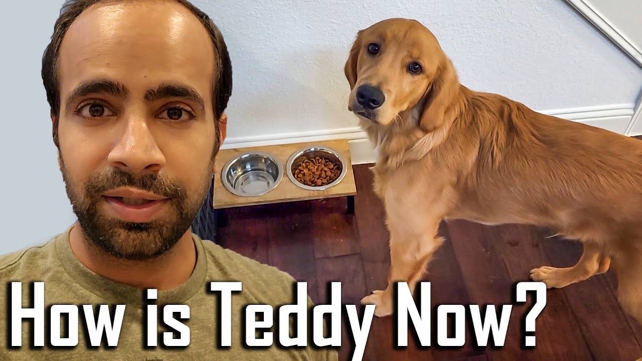 Teddy s Health Update Ab Kaisi Tabiyat Hai Teddy Ki YouTube teddy-s-health-update-ab-kaisi-tabiyat-hai-teddy-ki-youtube