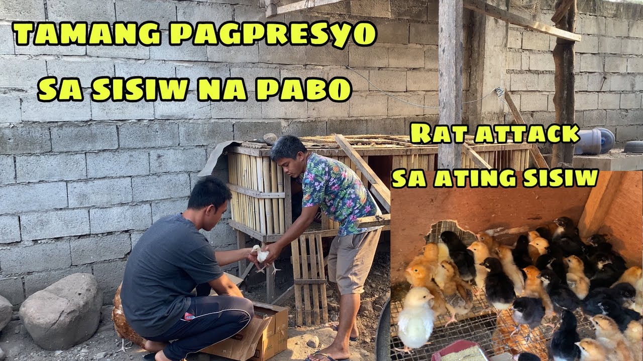 TAMANG PAGPRESYO SA ATING SISIW NA PABO | RAT ATTACK SA ATING MANOKAN ...
