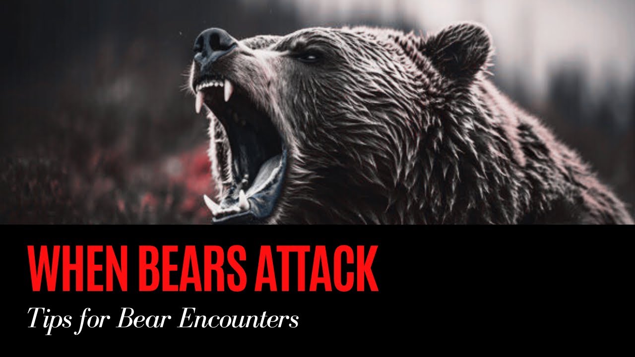 Bear Encounter Survival Tips | How to Stay Safe in Bear Country - YouTube