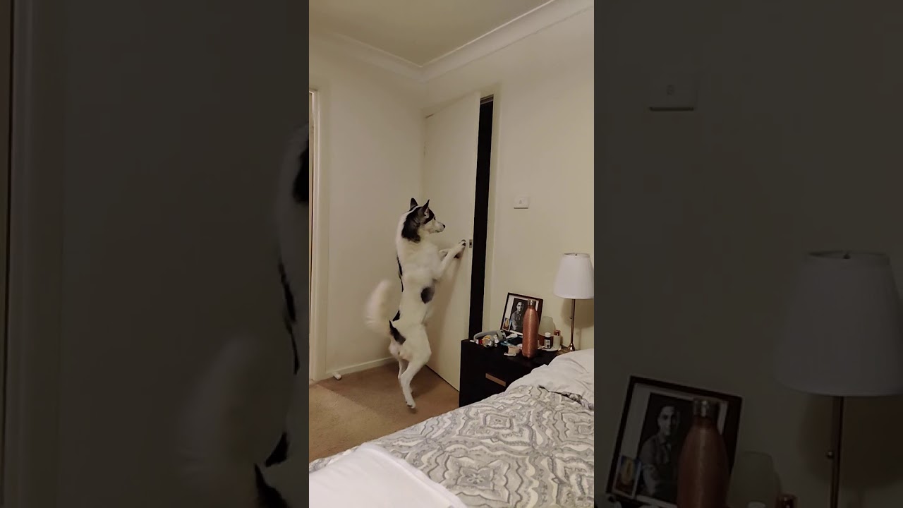 Husky opens door - YouTube